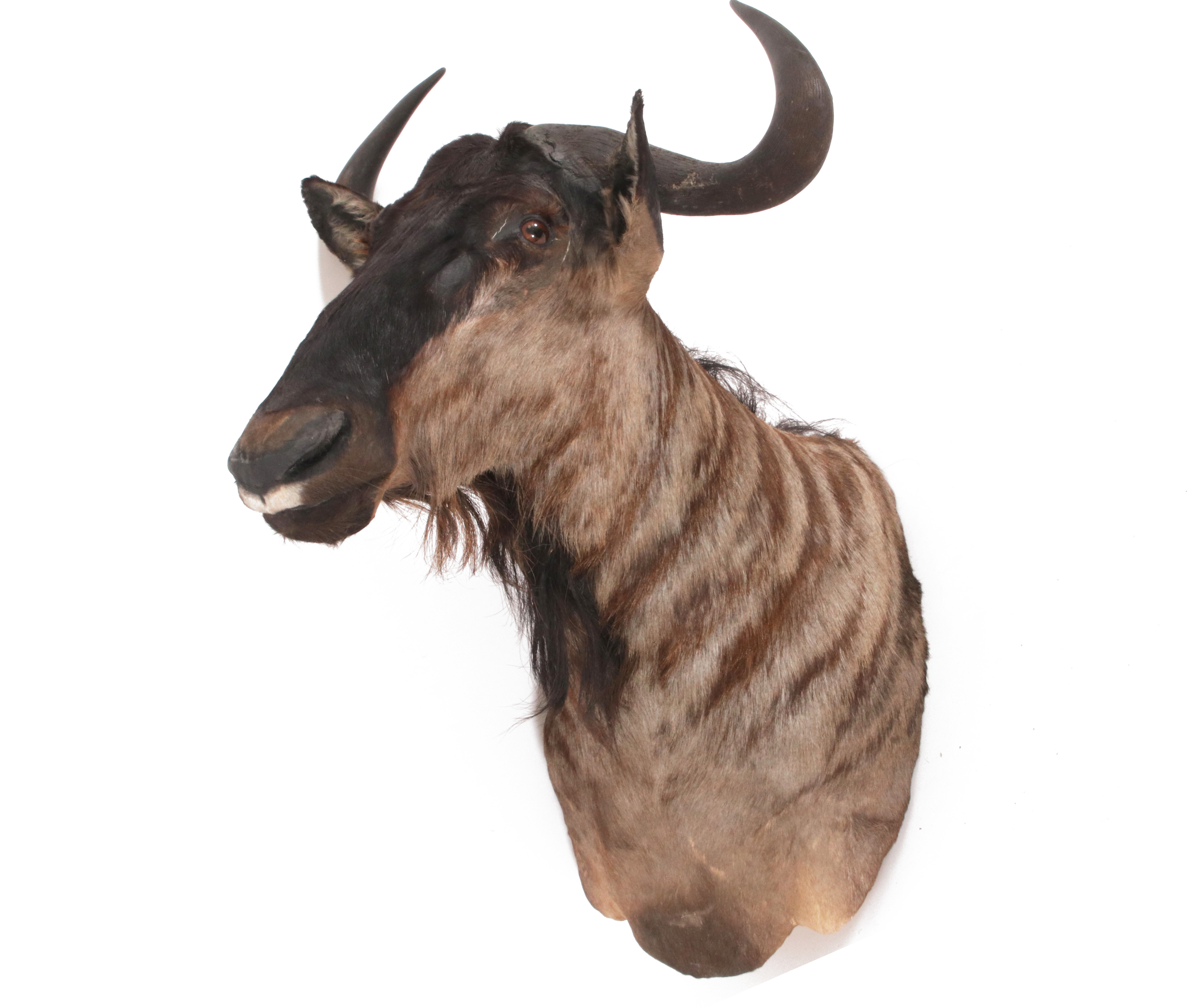 Jakttrofé, gnu | Auktion