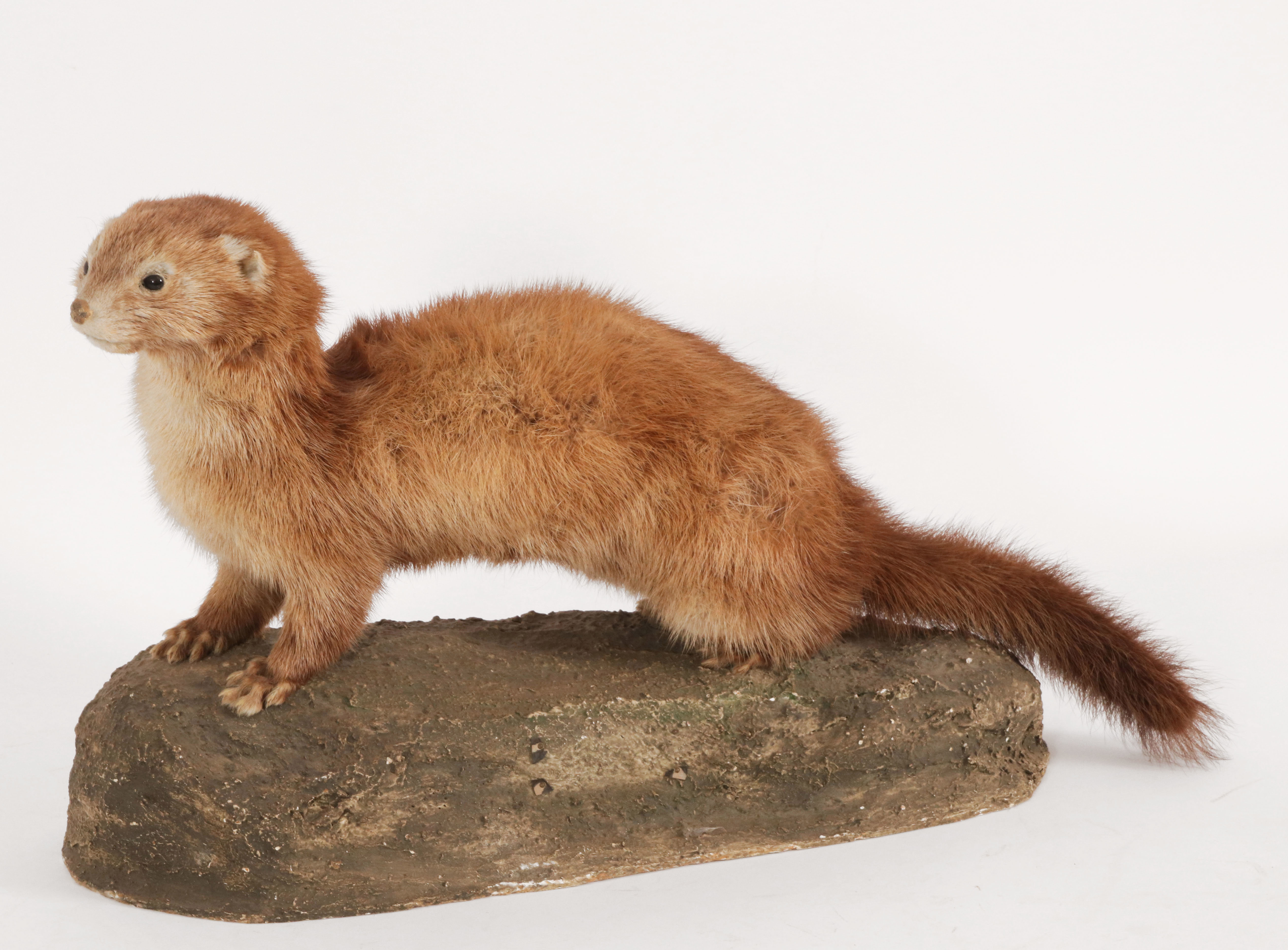 Uppstoppad mink | Auktion
