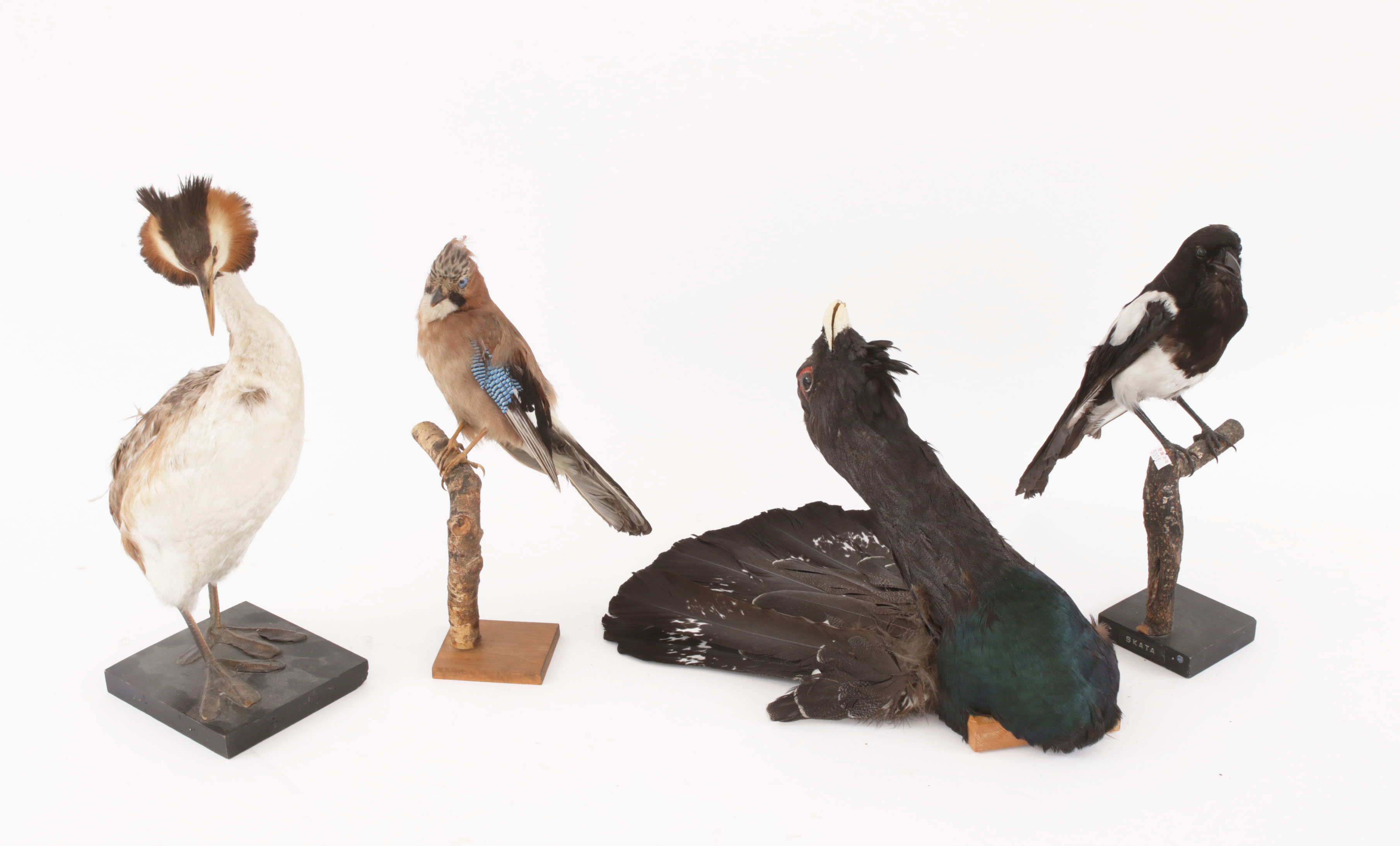 Uppstoppade fåglar 4st | Auktion